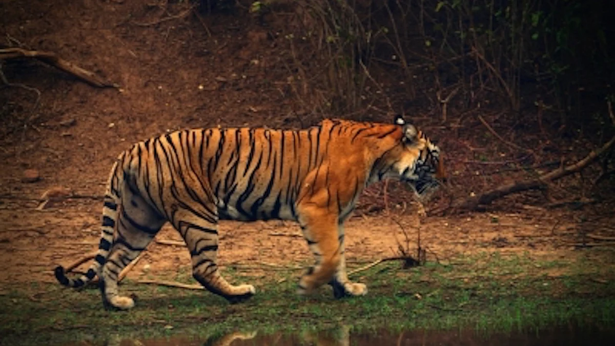 Madhya Pradesh's tiger 'Pancham' will now roar in India's biggest zoo ...