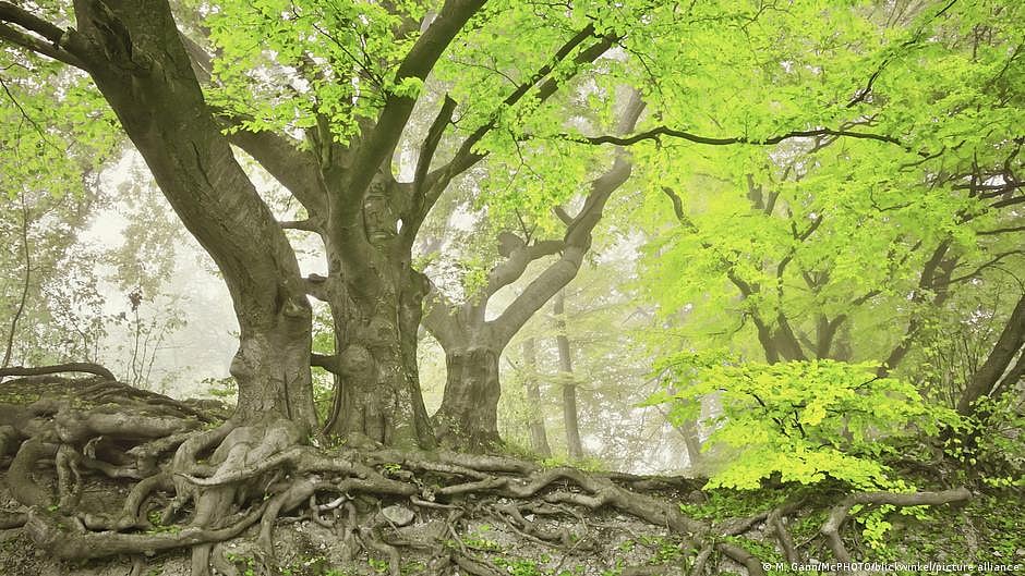 Commercial plantations lack biodiversity, say experts, calling to ...