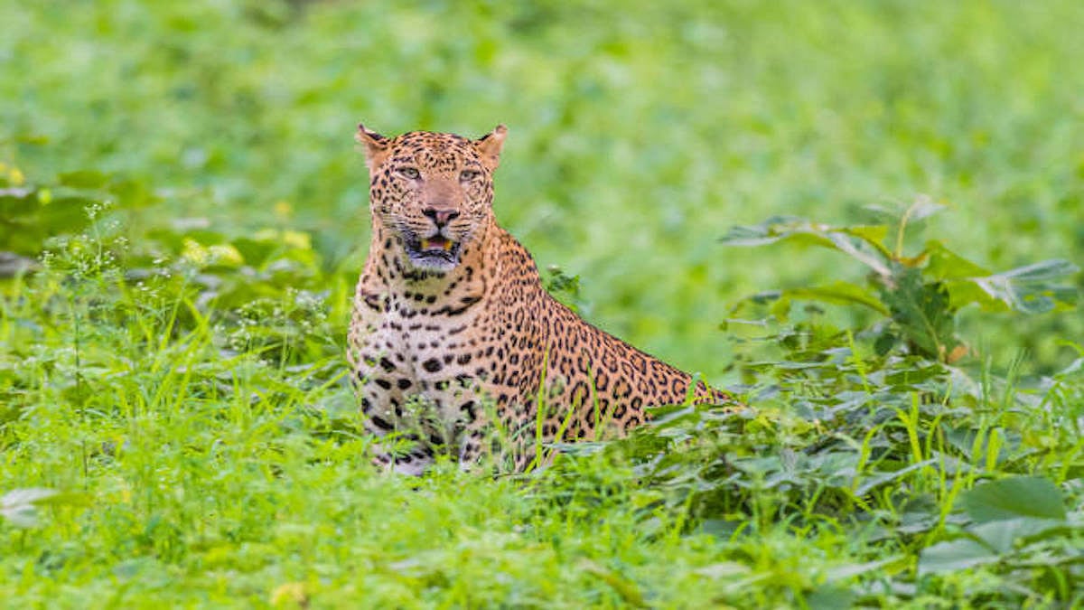 Mission leopard enters 21st day in Karnataka city; authorities kindled