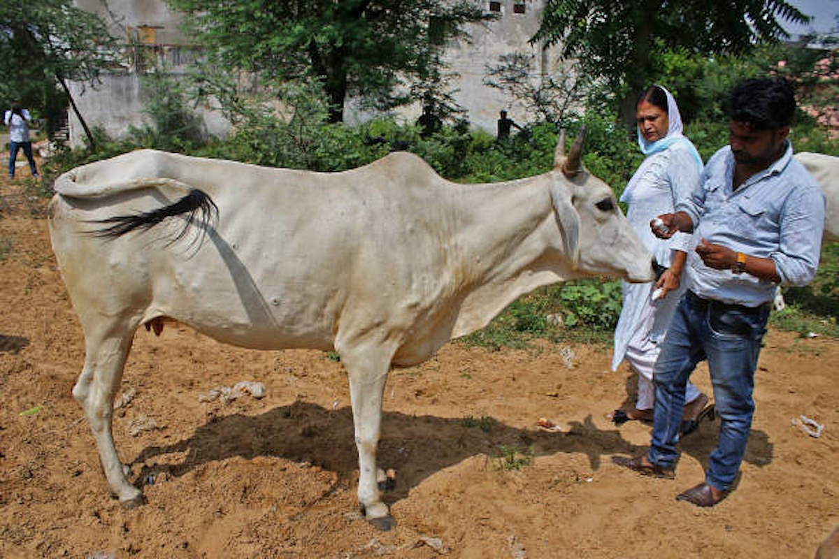 Lumpy Skin Disease: Stray cows, slaughter and LSD
