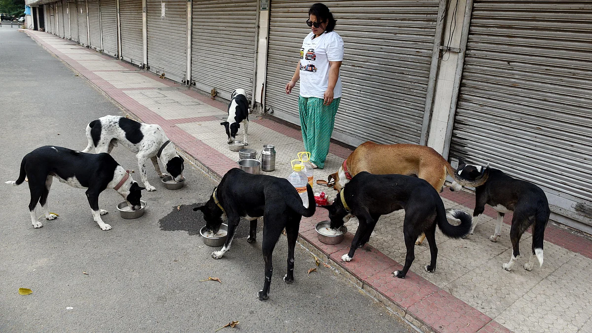 Keeping stray dogs does not mean, you will affect the lives of people: SC