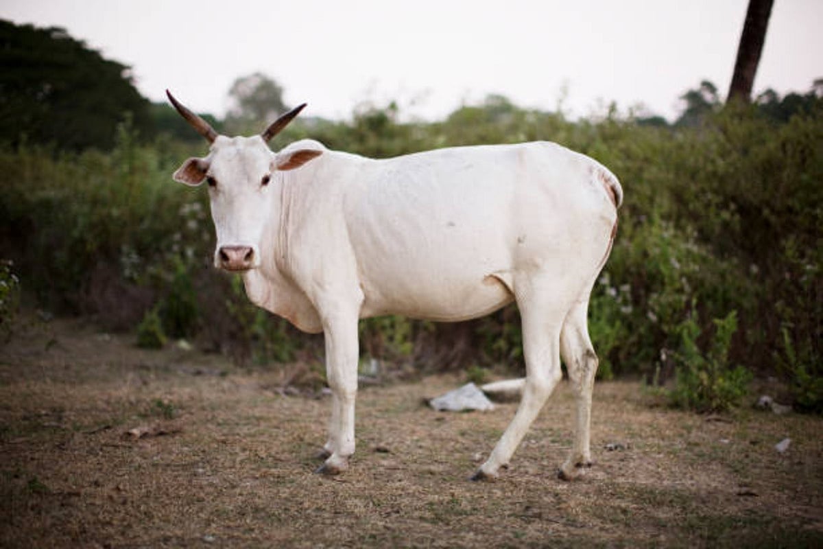Three arrested on charges of killing cow in Bhopal; NSA to be slapped ...