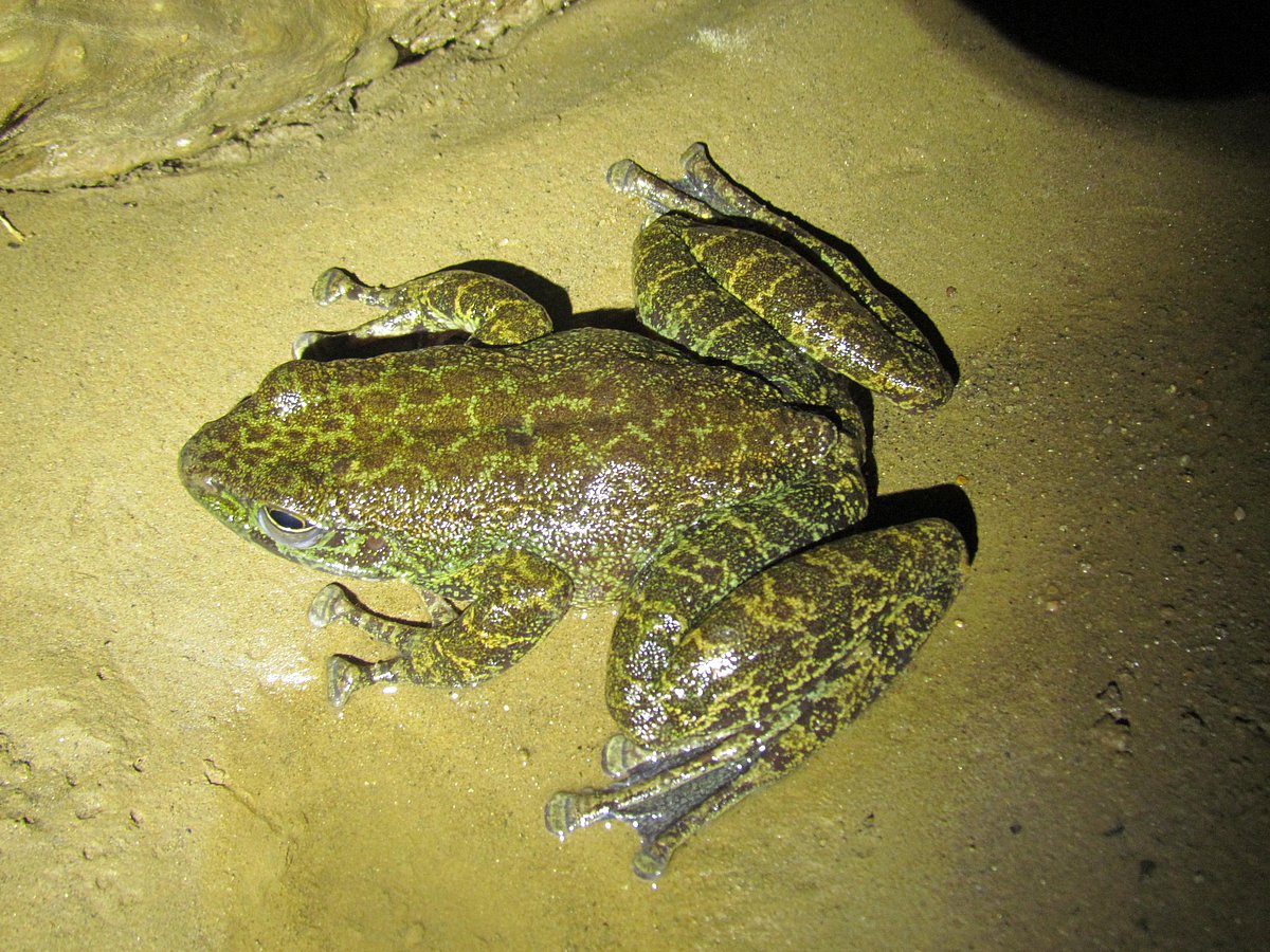 New frog species found in Meghalaya cave