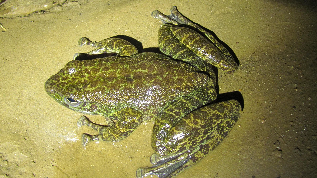 New frog species found in Meghalaya cave