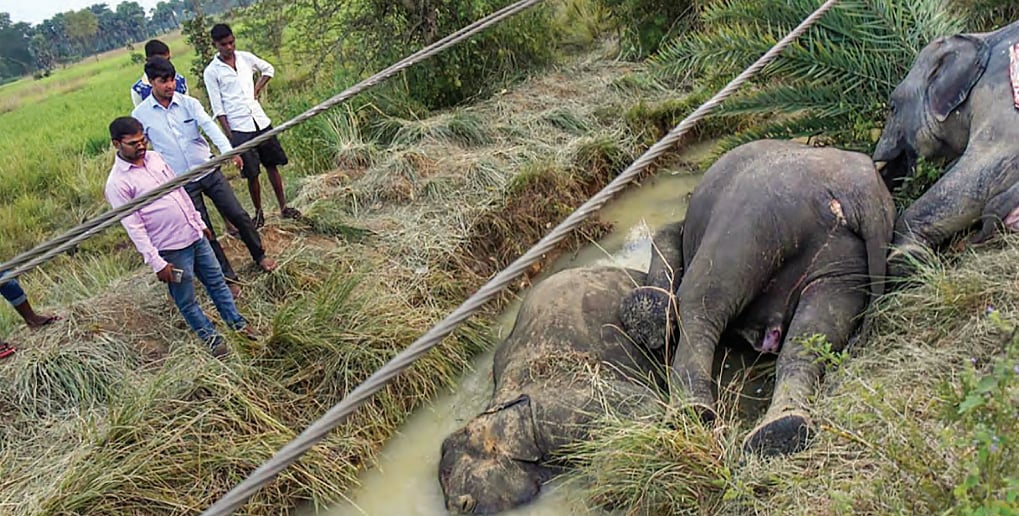 India's Elephant Population: Fast-tracking their extinction?