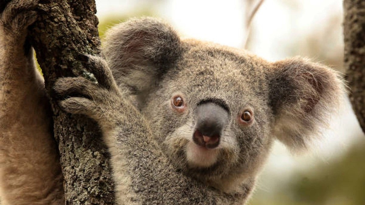 Vaccinating koalas against chlamydia