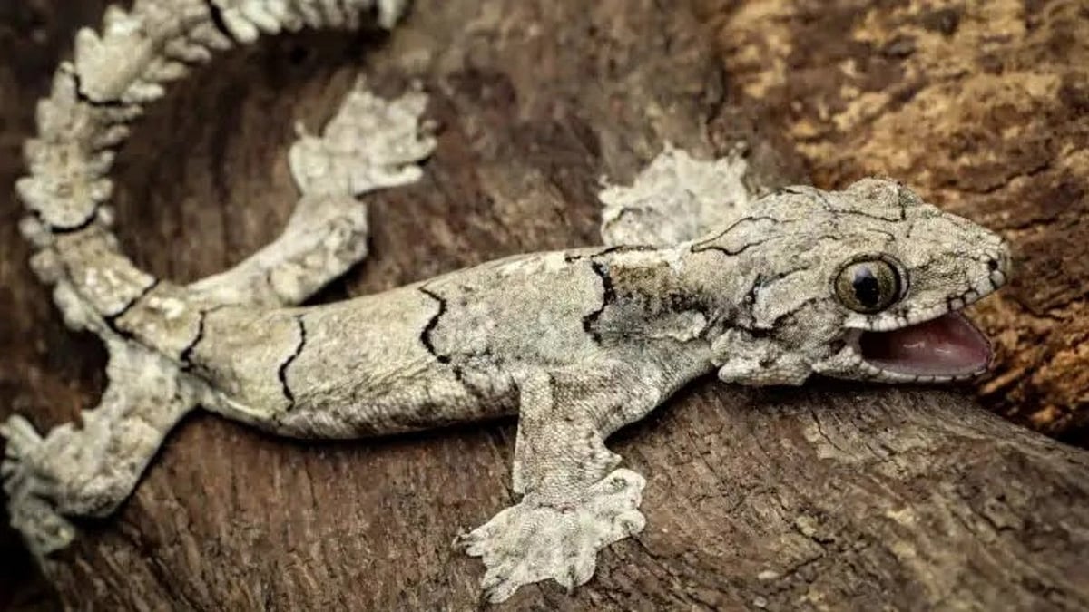 New species of flying geckos uncovered in Mizoram