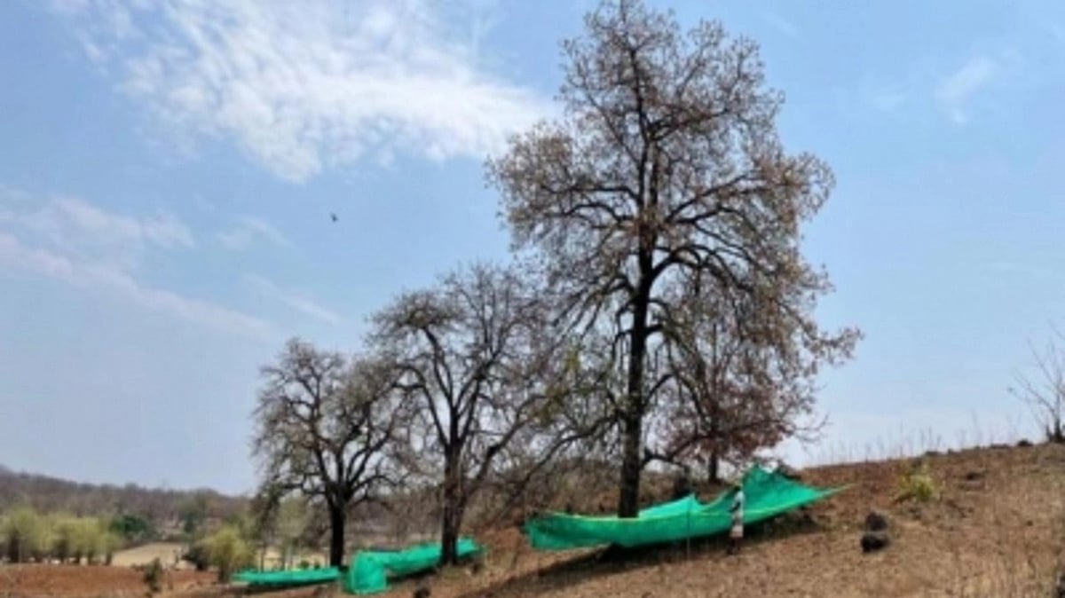 High-quality mahua flowers unlock a new income model in villages of MP ...
