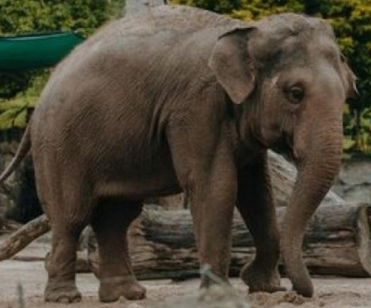 TN forest dept captures rogue elephant 'Arikomban'