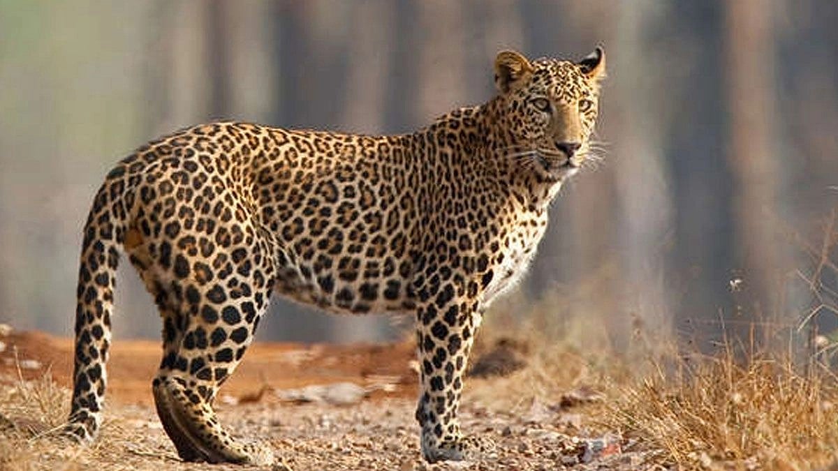 Karnataka: Man kills leopard that preyed on his pet dog