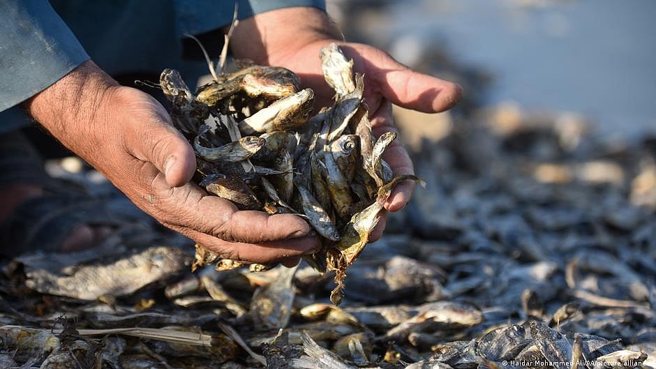 Your omega three fish oil pills may be rancid, unhealthy: Study