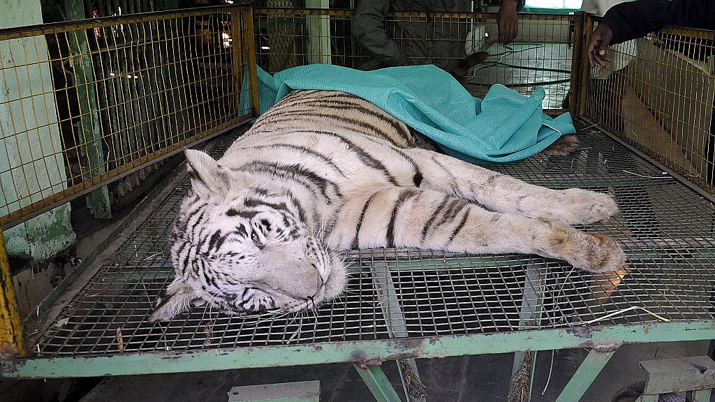 Tigress found dead in Dhela range of Corbett Reserve