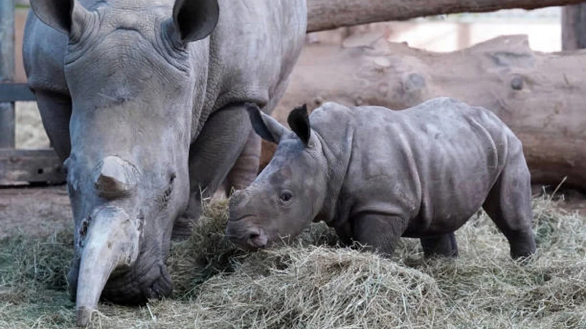 Bihar to constitute 'Rhino Task Force' for the reintroduction of rhino ...