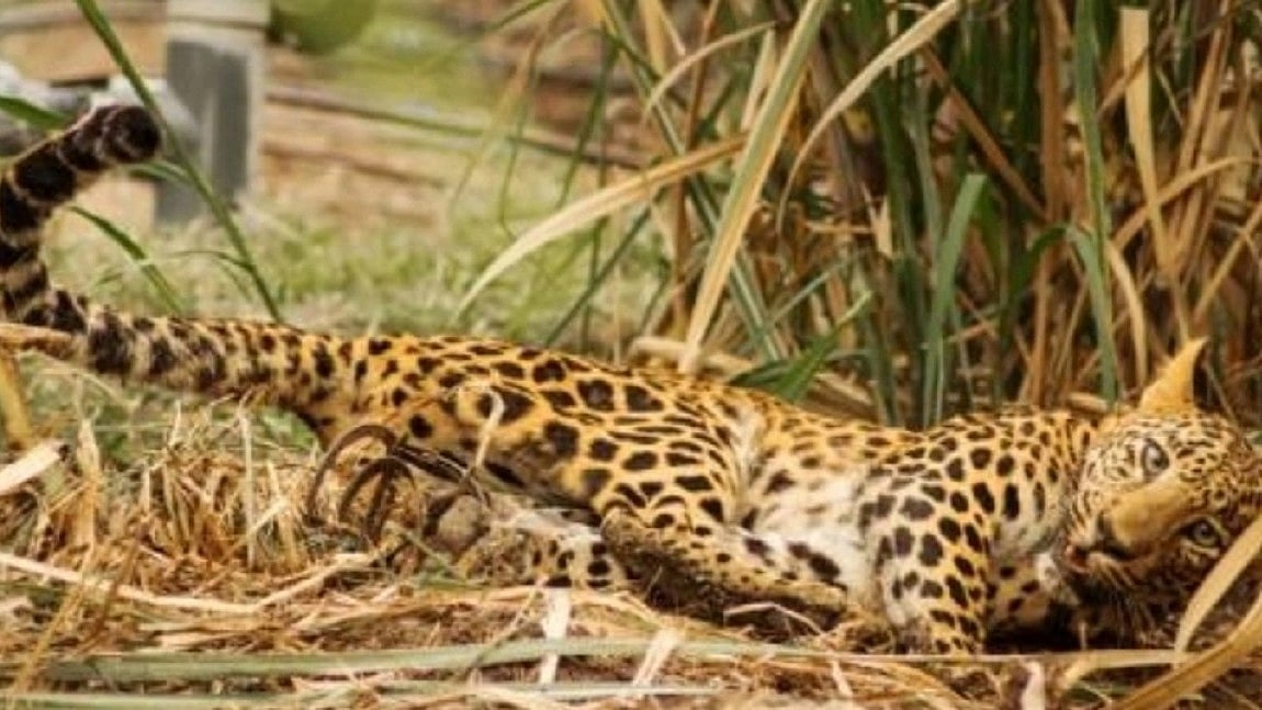 Sick leopard's ordeal: villagers take selfies, try to ride animal in MP