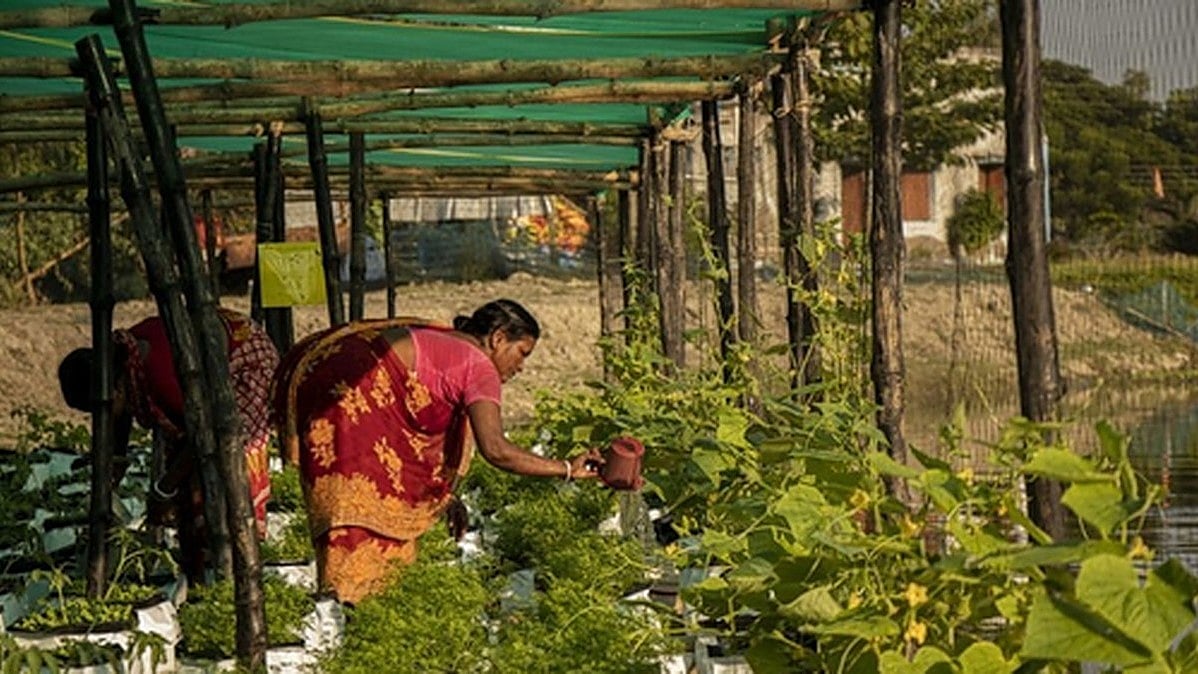 Locally-designed floating farm programme in Sundarbans wins $100,000 at ...