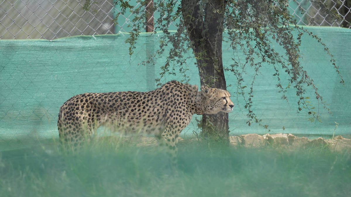 Cheetah released into the wild enters Rajasthan