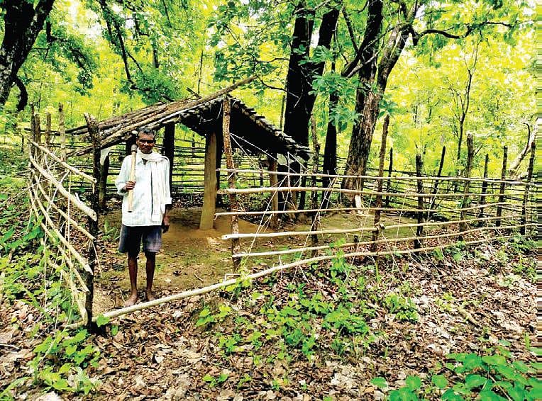 Reclaiming the forest: How a Maharashtra Adivasi family won rights on ...