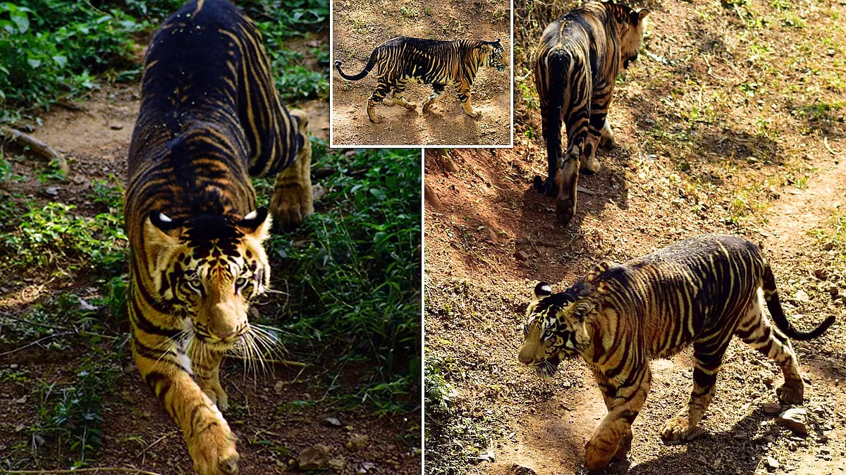 A total of 10 'black' tigers found in India, all in Odisha's Simlipal ...