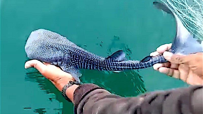 CMFRI proposes 'shark hotspots' to protect endangered species