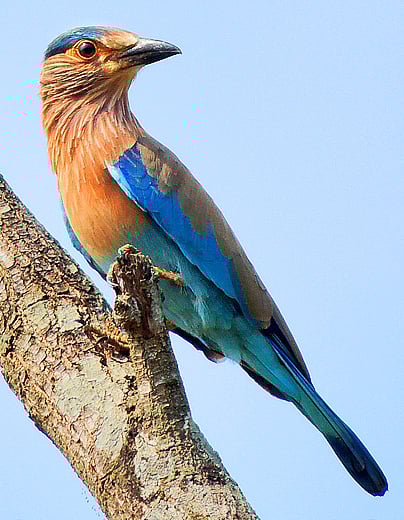 No blue skies, too few Neelkanths—another canary in India’s coal mine?