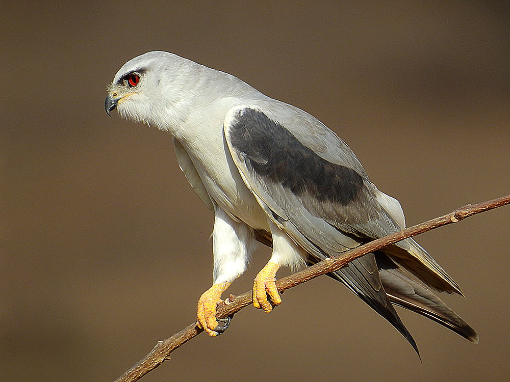 No blue skies, too few Neelkanths—another canary in India’s coal mine?