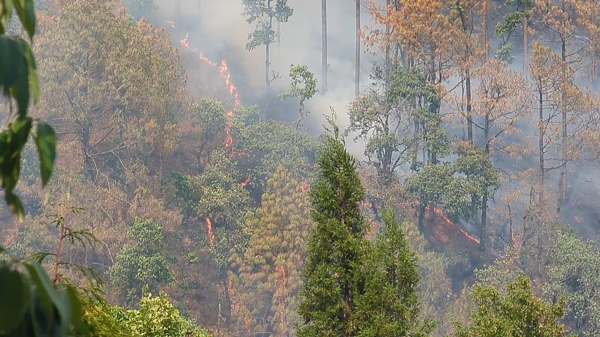 Precious forests should be saved from hazards of fire: Supreme Court