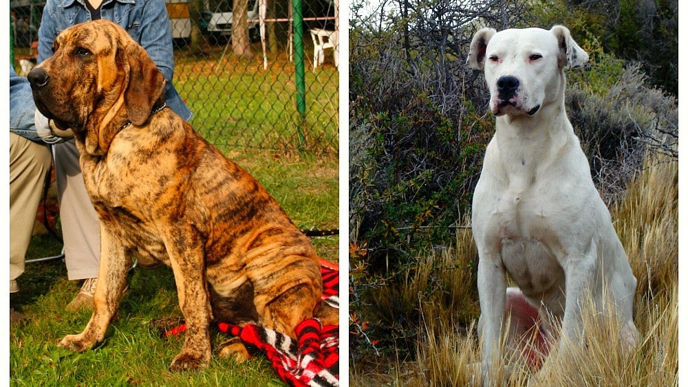 Animal protection groups support Centre's proposed ban on foreign dog ...