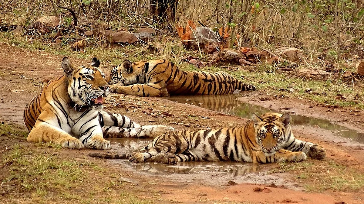Ken-Betwa River Linking Project poses serious threat to Panna Tiger ...
