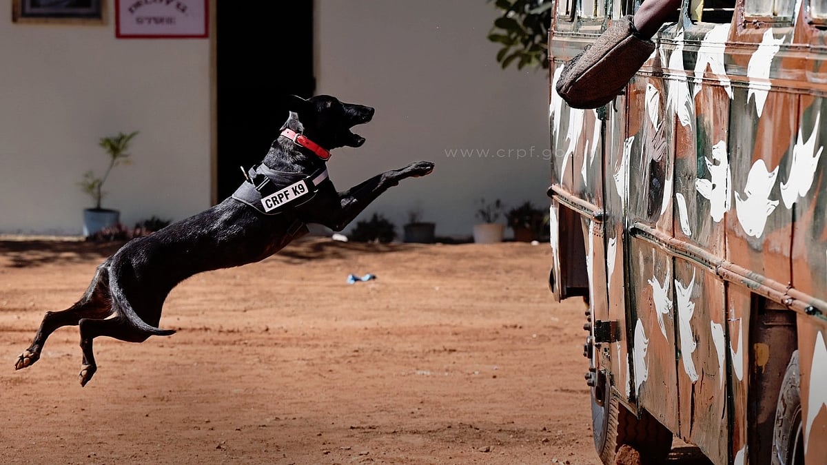 In a first, CRPF launches public adoption of retired force dogs