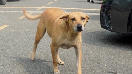 Indian Immunologicals rejects Australian warning on fake rabies vaccine