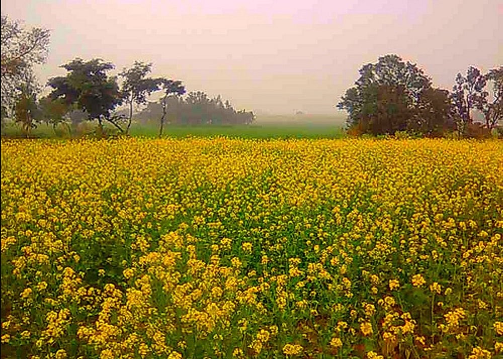 बसंत पंचमीः संक्रांति काल से तार जोड़कर देखो तो क्या-क्या नहीं दिखता