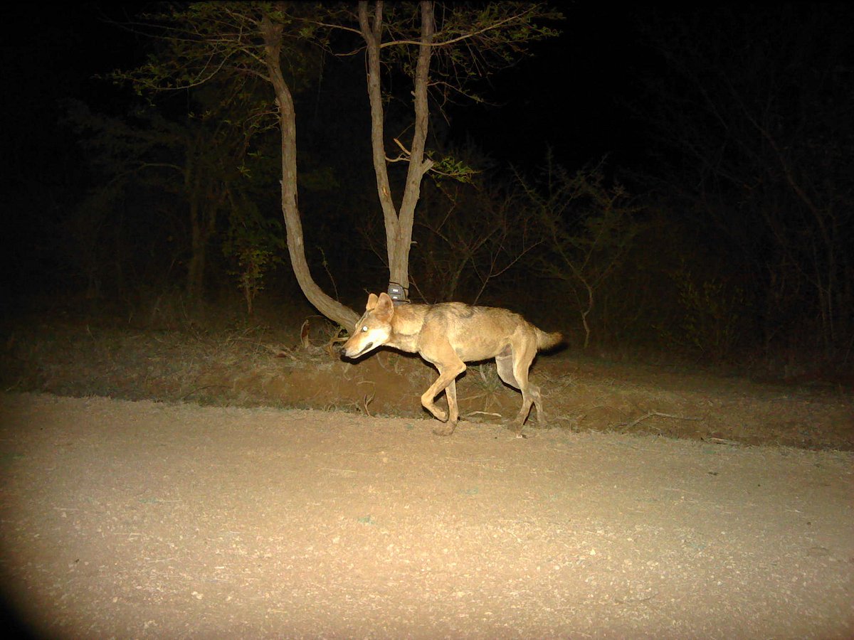 The lone wolf: new distribution update of the Indian grey wolf (Canis ...