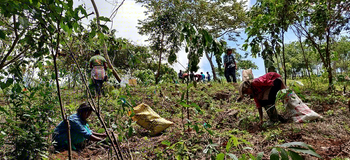Restoring damaged ecosystems