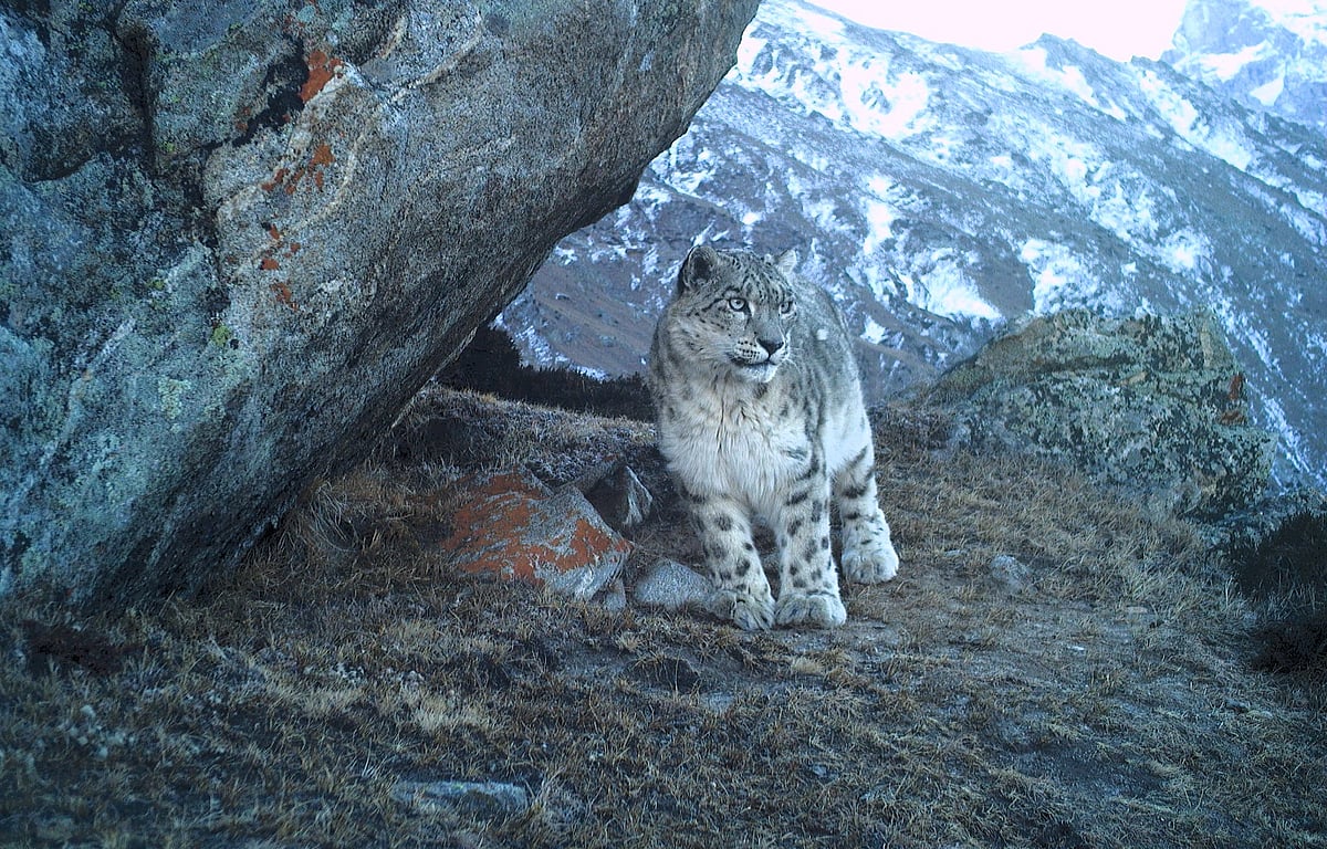 Finding the ghosts: Snow leopard density and distribution in the multi ...