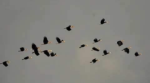 do hornbills migrate