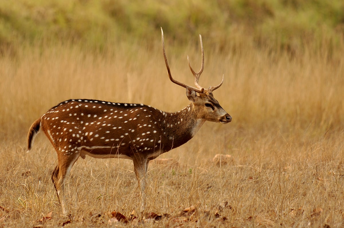 Chital Axis axis
