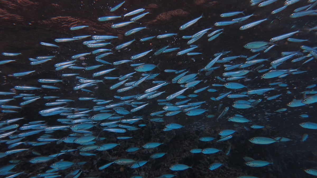 Fish biology and Fisheries Policy