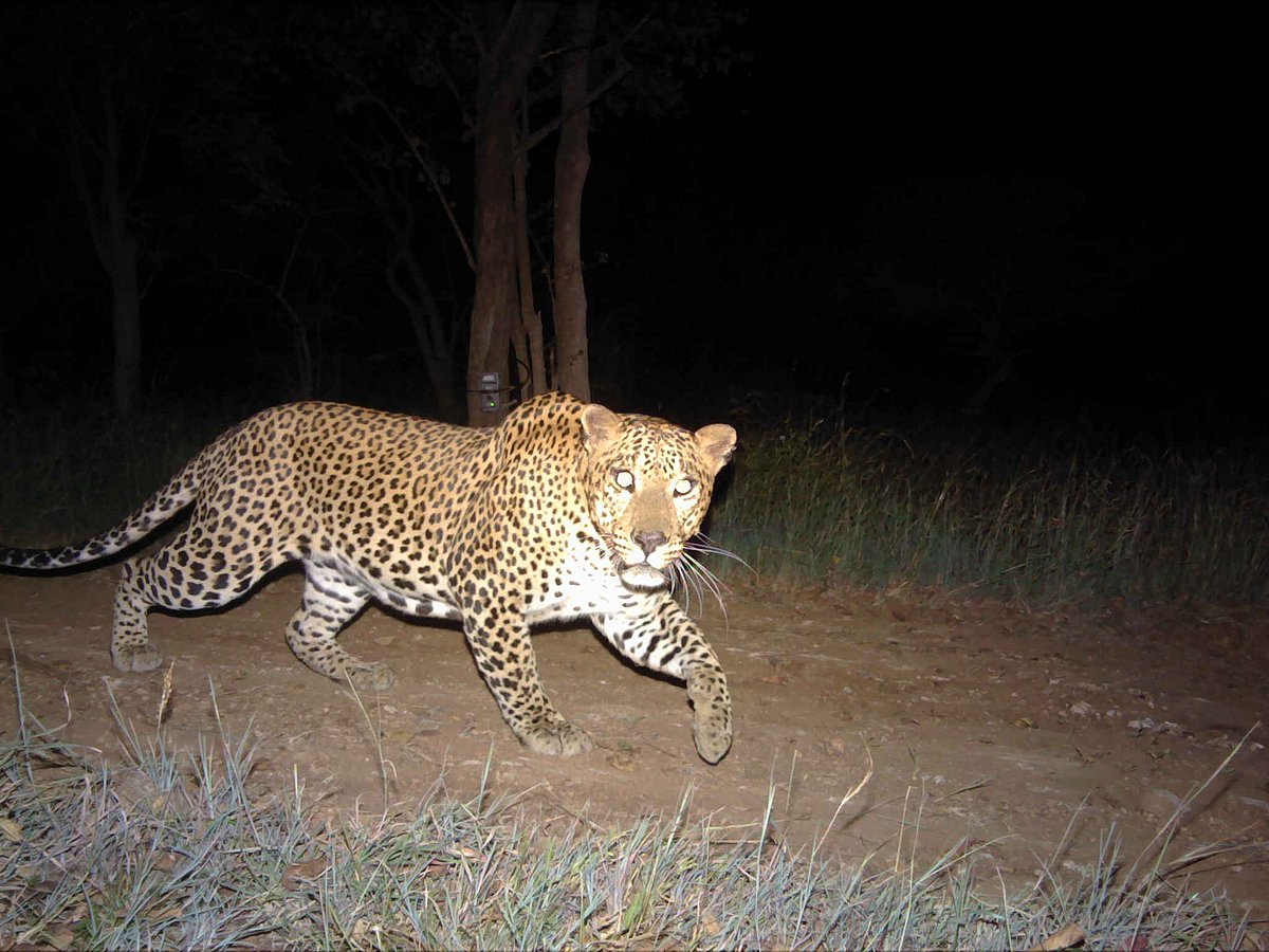 Every hill has its leopard: patterns of space use by leopards (Panthera ...