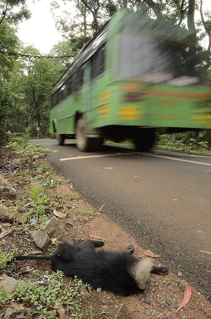 Seasonal variation in wildlife roadkills in plantations and tropical ...