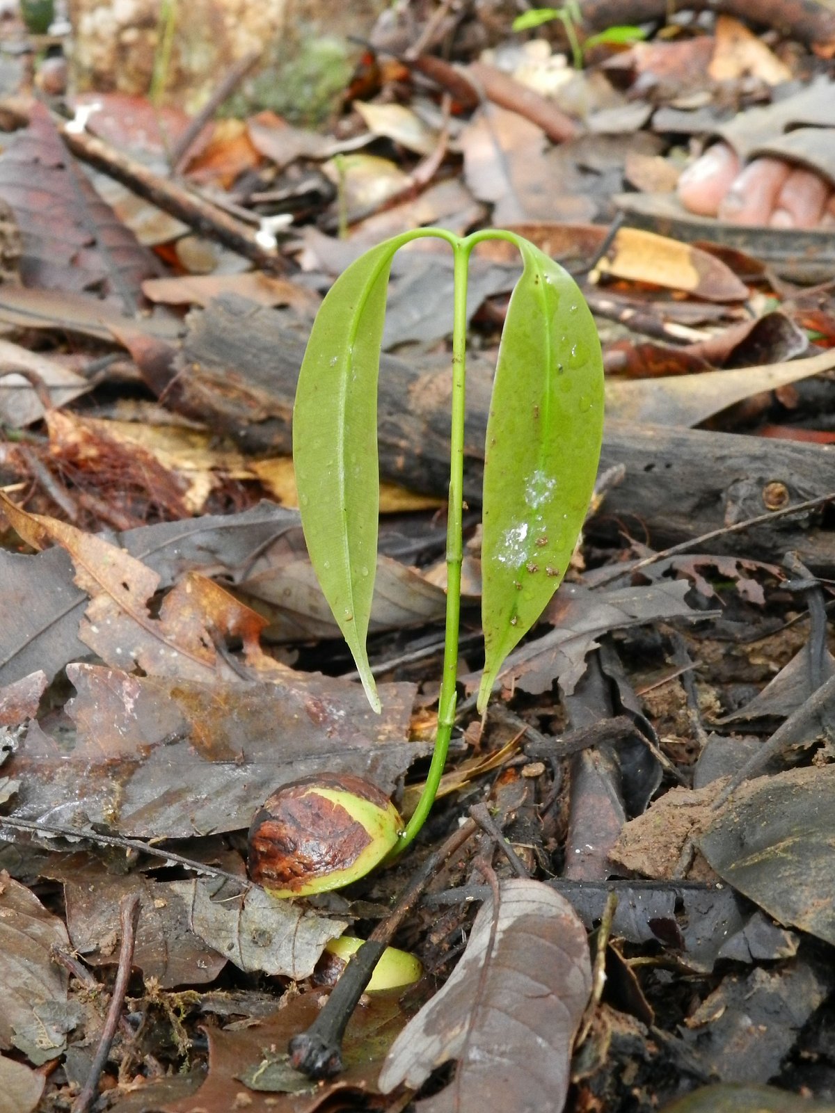 Reviving the rainforest