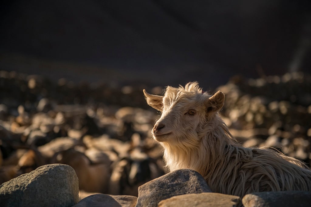 Relative influence of wild prey and livestock abundance on carnivore ...