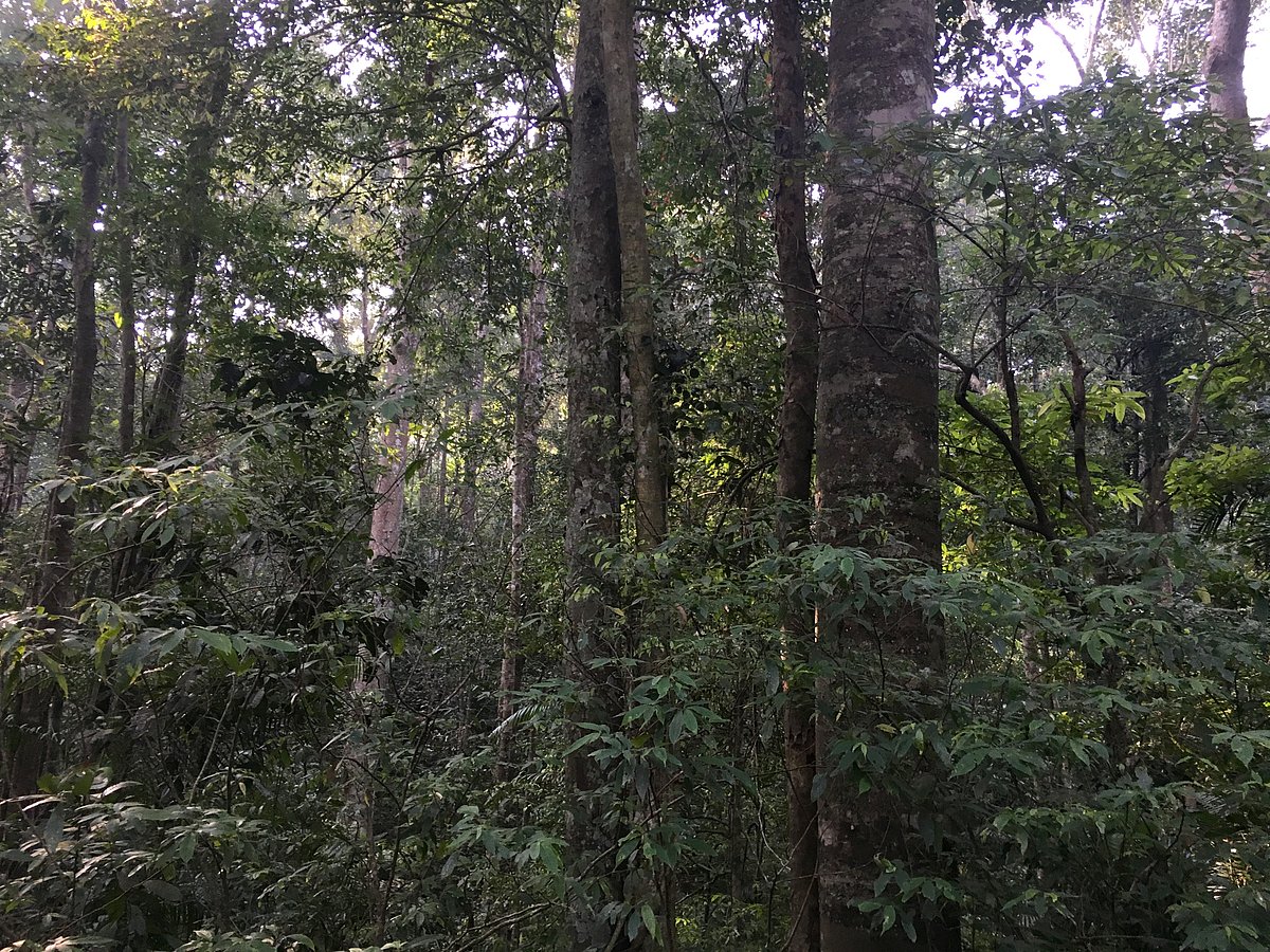 Long-term forest dynamics