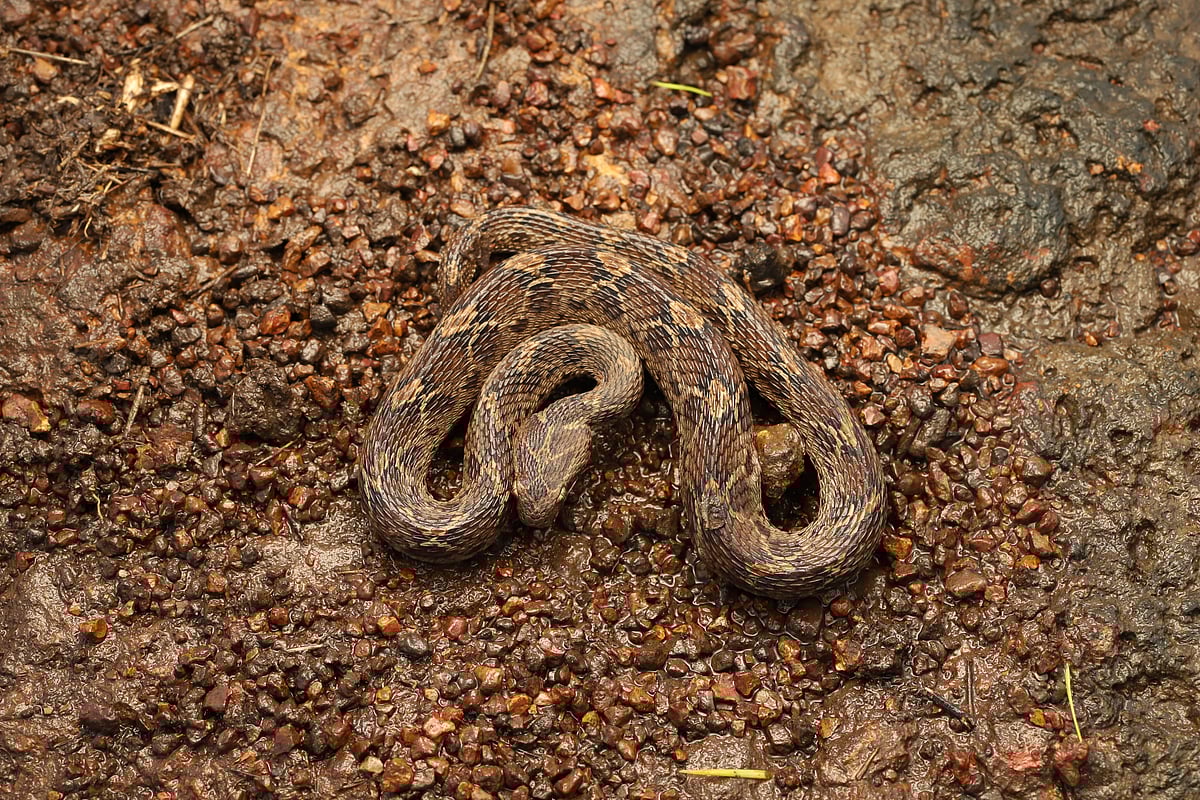 Impacts of land-use change on bush frogs, forest-dwelling lizards and ...