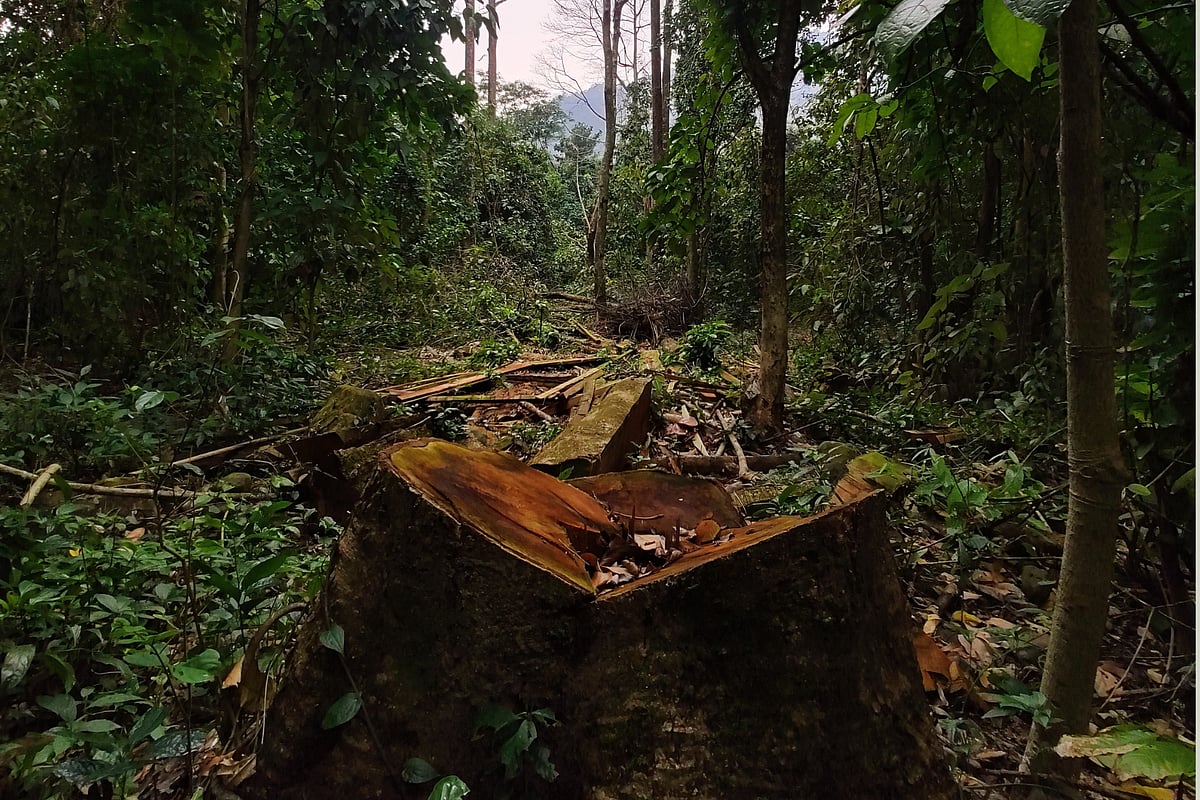 Recovery of degraded forests