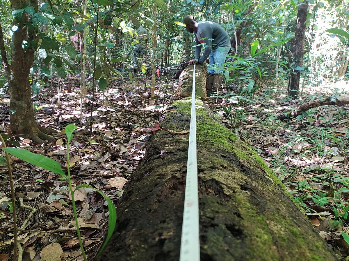 Woody debris removal modifies carbon stocks and soil properties in a ...