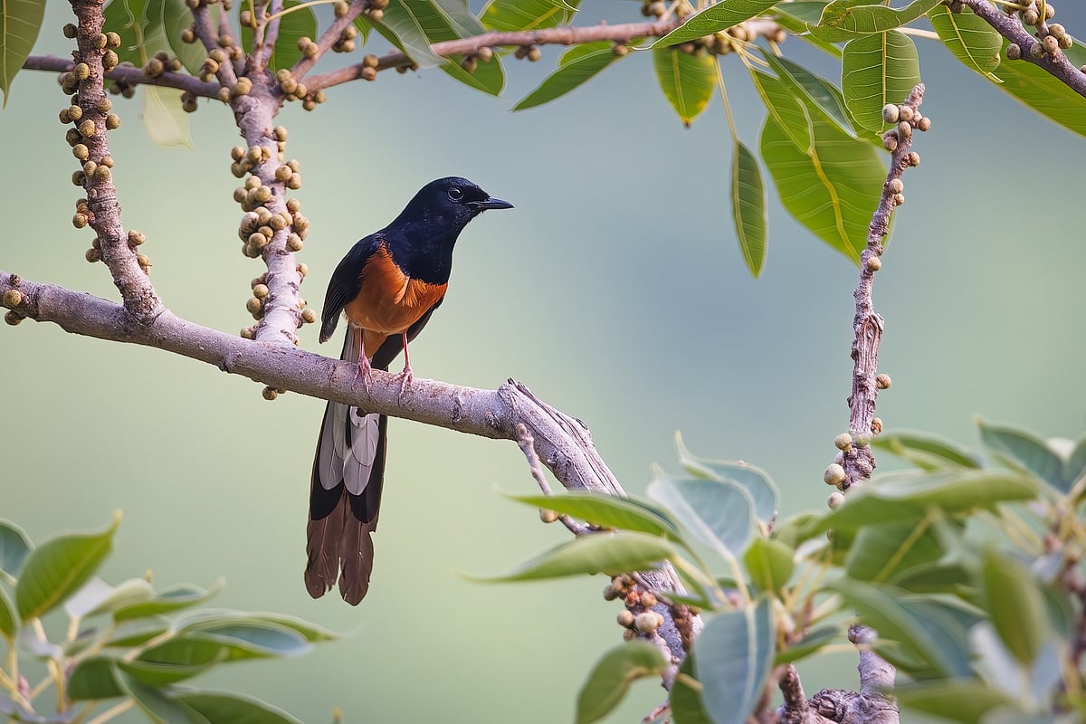 NCF Bangalore Recruits Project Coordinator for Bird Monitoring Team