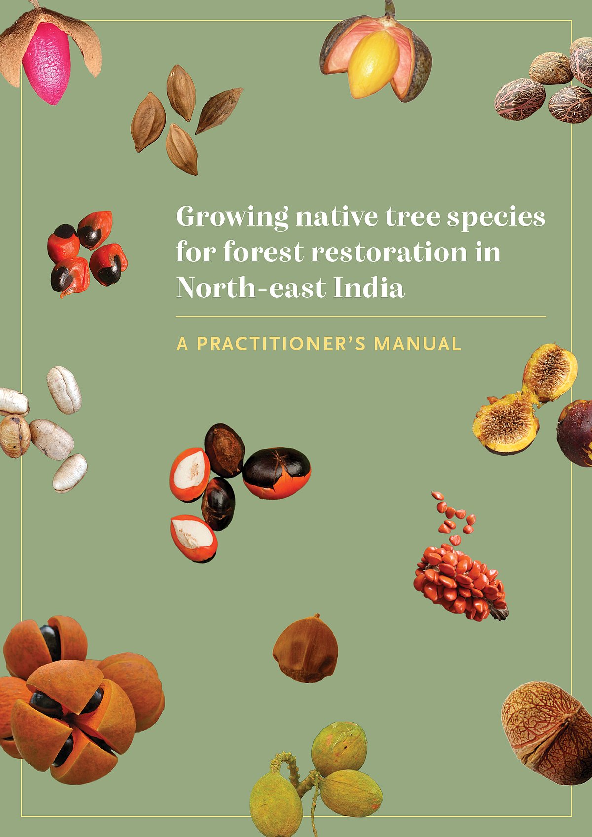Growing native tree species for forest restoration in North-east India