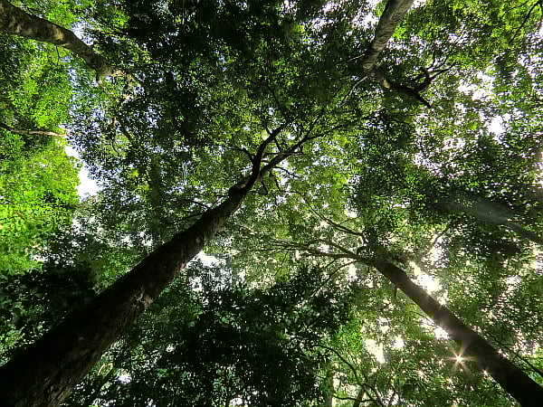 Data from: Canopy cover and ecological restoration increase natural ...