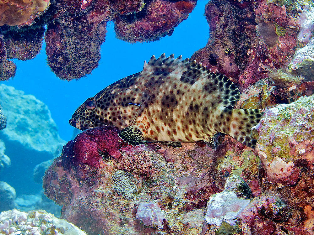 Super Groupers: An Instagram Series