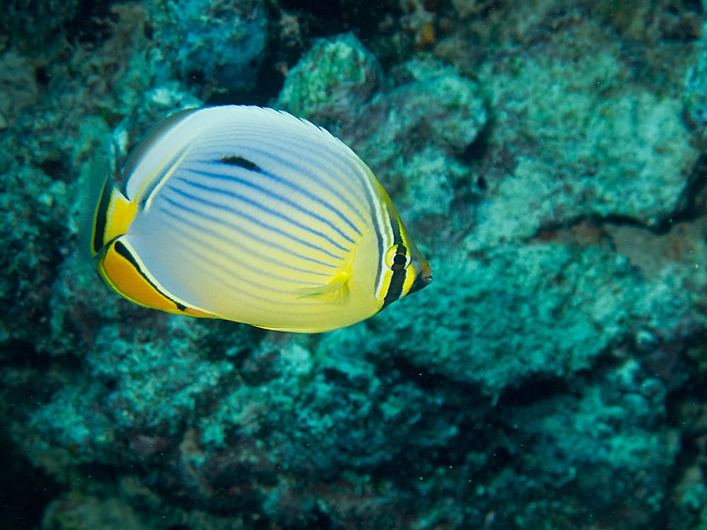 Butterfly Fish Butterflyfish | Marine, Reef, Colorful | Britannica